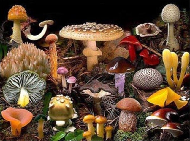 ¿Hongos o Setas?: ¿Hongos o Setas?